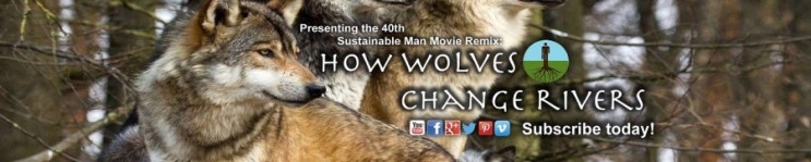 How wolves change rivers. (약.스) 늑대들의 생태계 유지 : 네이버 블로그