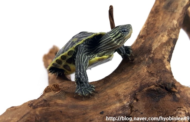 [Chinese Stripe-necked Turtle] 보석거북이 정보 : 네이버 블로그