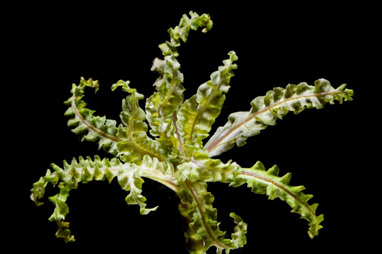 포고스테몬 헬페리 '레드베인' - Pogostemon helferi (Hook.f.) Press 'red vein' : 네이버 블로그