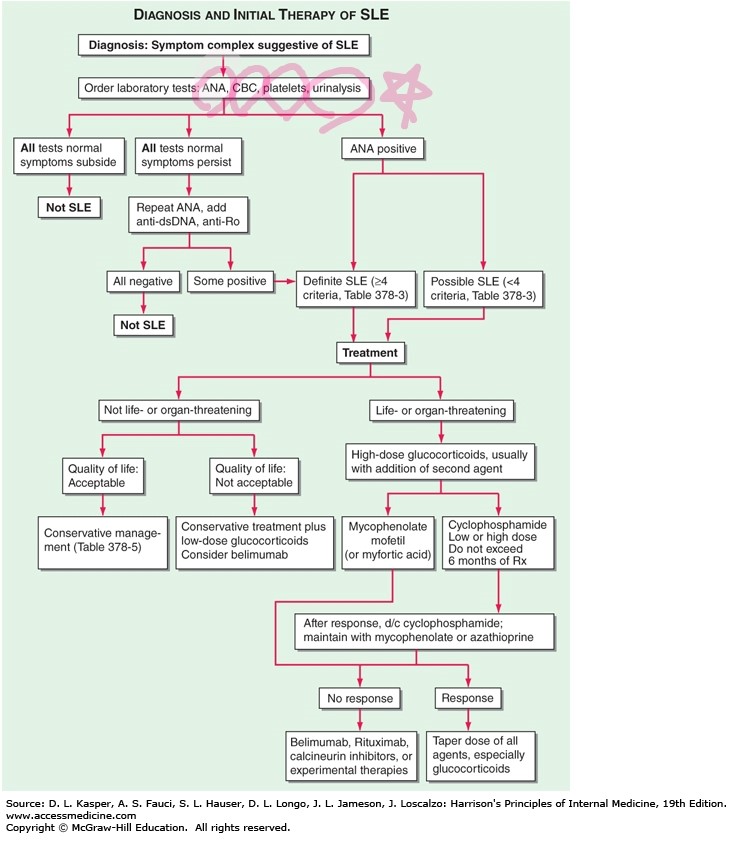 Screening test for SLE diagnosis : 네이버 블로그