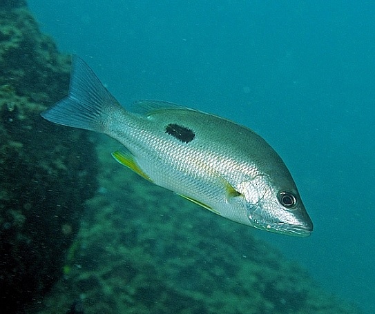 Moses Perch / Moses Snapper : 네이버 블로그