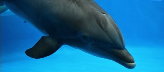 돌고래 초음파 :: 태아에도 좋다고 하죠? : 네이버 블로그