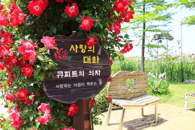 전남 곡성 여행 섬진강기차마을 제5회 곡성 세계장미축제수천만송이 세계명품장미 향기 흩날리는 오월 네이버 블로그