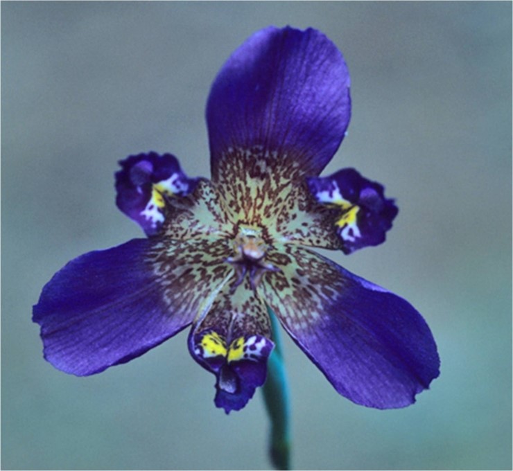 세상에서 가장 아름다운 꽃, 프로펠러꽃(Propeller flower) : 네이버 블로그