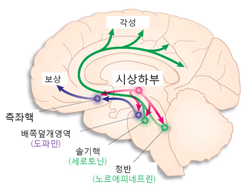 뇌의 확산 조절 시스템 – Diffuse Modulatory System : 네이버 블로그