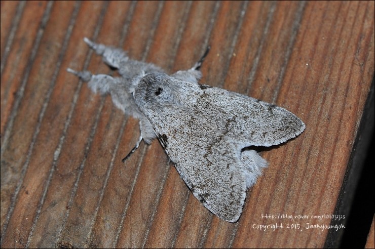 붉은수염독나방 Calliteara lunulata (Butler) : 네이버 블로그