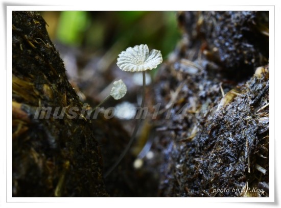 흰가루두엄먹물버섯 Coprinopsis stercorea : 네이버 블로그