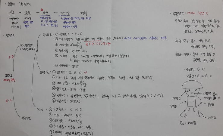 익산 한길쌤의 중2 과학 영양소 내용정리 네이버 블로그