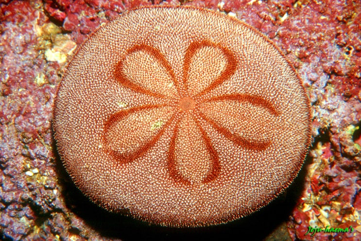 연잎성게 sp - 1 : 네이버 블로그