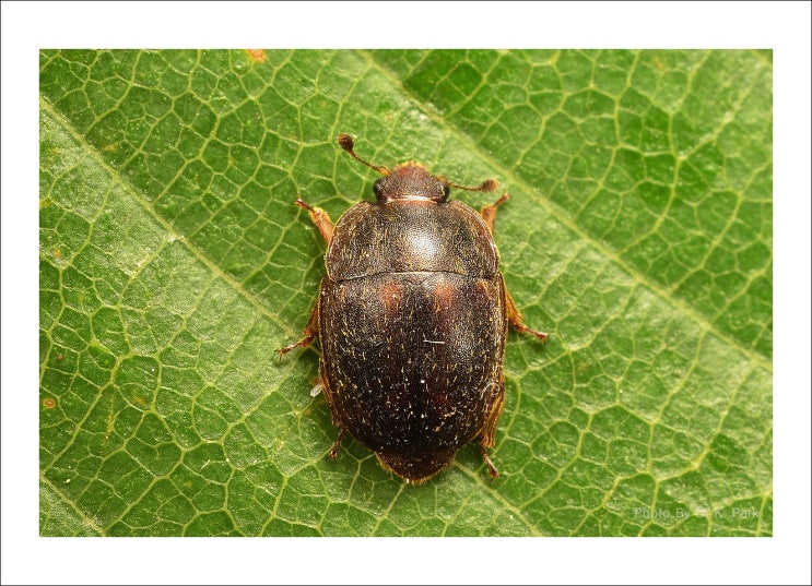둥글납작밑빠진벌레(Amphicrossus lewisi) : 네이버 블로그