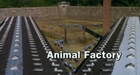 현실적인 감옥이야기 - 애니멀 팩토리 (Animal Factory) : 네이버 블로그