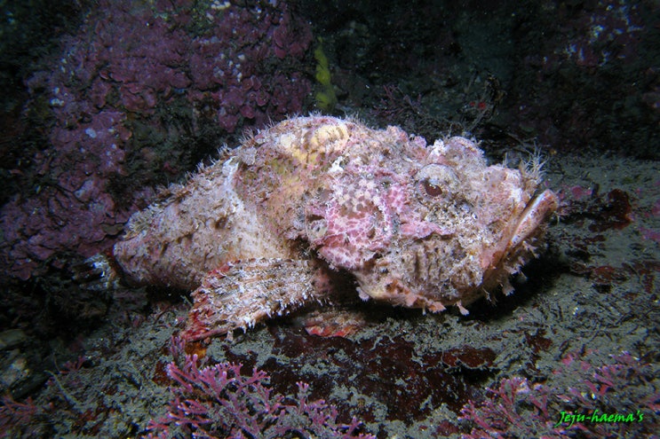 쑥감펭 sp -1 : 네이버 블로그