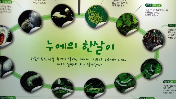 누에의일생] 누에의한살이 네이버 블로그
