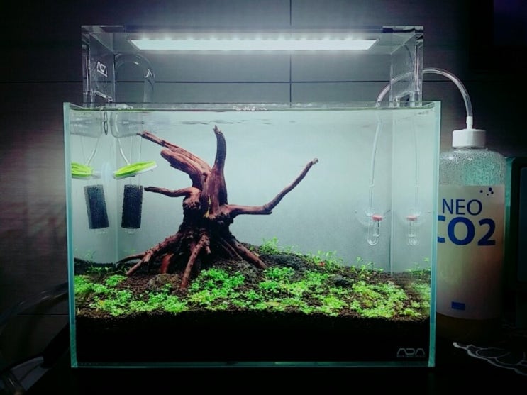 [ADA Mini M] 컴팩트 소일 세팅 어항 DSM 종료 : 네이버 블로그