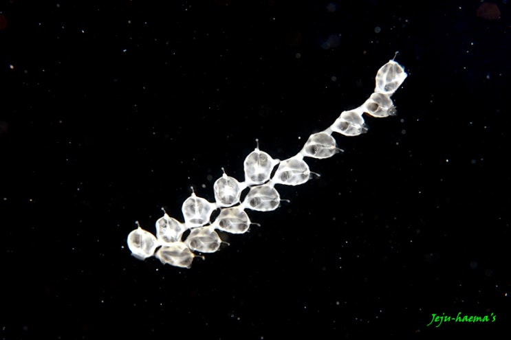 살파 sp - 4. : 네이버 블로그