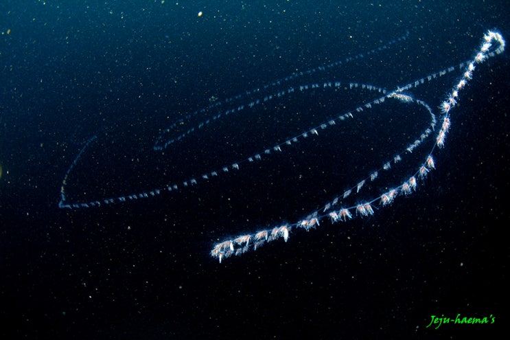 자이언트 관해파리 sp - 2. : 네이버 블로그