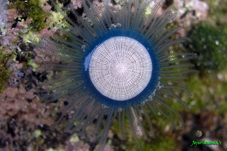 푸른우산관해파리. : 네이버 블로그