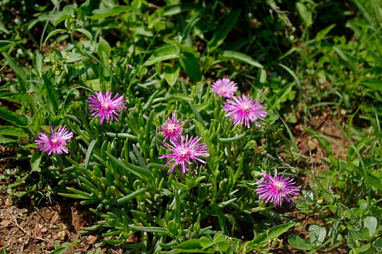 오두산 야생화(6월) : 네이버 블로그