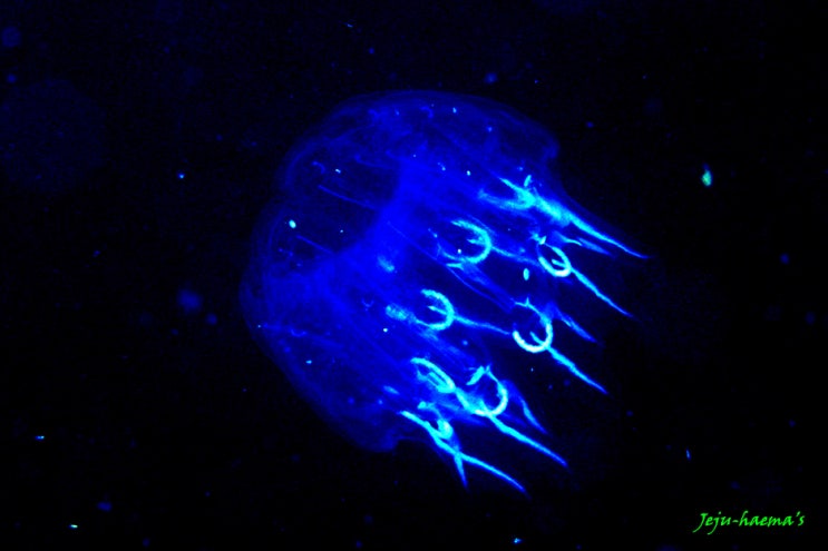 빗해파리 sp - 7. : 네이버 블로그