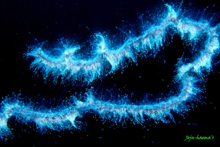 자이언트 관해파리 sp - 1. : 네이버 블로그