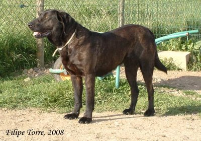 카오 드 카스트로 라보레이로(Cao de Castro Laboreiro) : 네이버 블로그