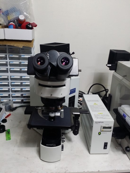 BX51 형광현미경 Olympus : 네이버 블로그