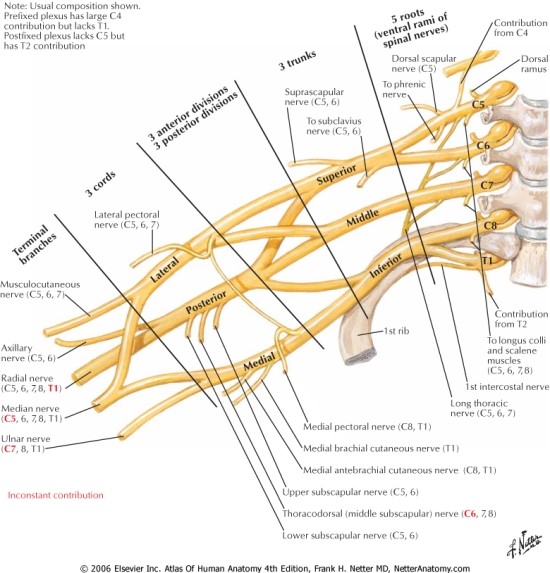 부위마취 (4) - 상완신경총 마취 (Brachial Plexus Block, BPB) : 네이버 블로그