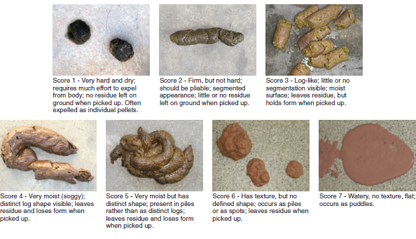 Fecal Scoring System 대변 지수 : 네이버 블로그