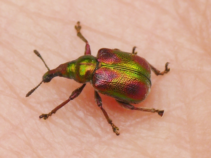 붉은점뿔거위벌레 : 네이버 블로그