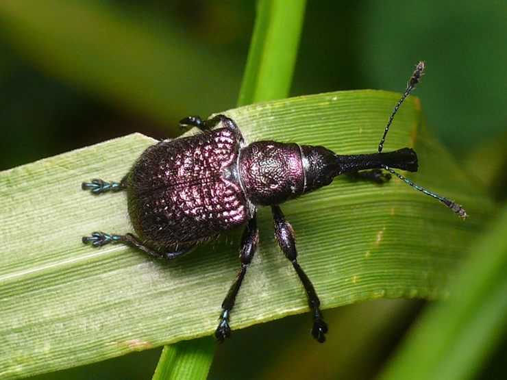 복숭아거위벌레 : 네이버 블로그