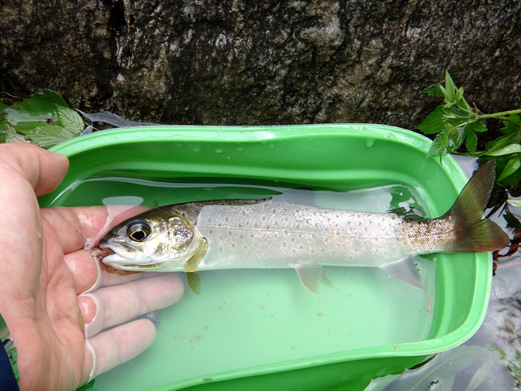 [어류도감] 열목어 (lenok, 熱目魚) : 네이버 블로그