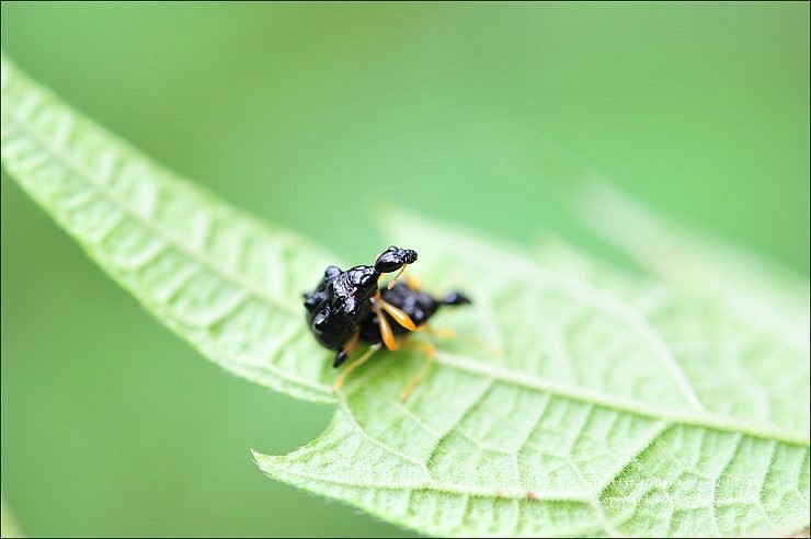 꼬마혹거위벌레[Phymatopoderus flavimanus (Motschulsky)] : 네이버 블로그