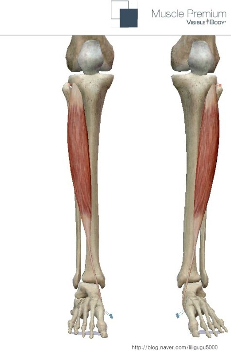 하퇴의 신근(Extensor Muscles of Leg) : 전경골근(tibialis anterior), 장지신근 ...