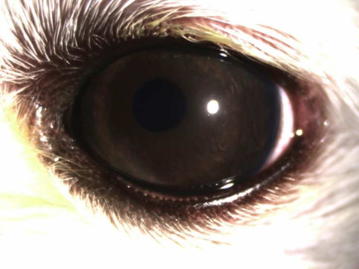 [안과전문동물병원] 눈을 잘못떠요 / 눈꺼풀질환 / 첩모중생 (distichiasis) : 네이버 블로그