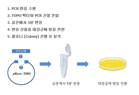 Dr. Blunt TOPO Cloning Kit With Cells (DR02212, DR02244) : 네이버 블로그