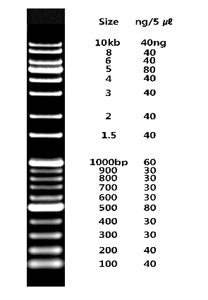 1kb Plus DNA Ladder Marker (DR04013, DR04003) : 네이버 블로그