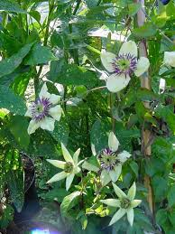 동종요법 약물 Clematis erecta : 네이버 블로그