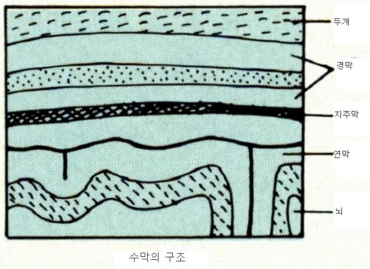 유표피종양유표피낭포•뇌척수•수막뇌척수막•수막종뇌수막종•천막•천막상부•후두개와•신경초세포종•신경초종•청신경초종 네이버 블로그