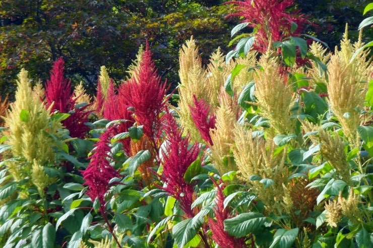 슬림 아마란스(slim amaranth, smooth amaranth, Amaranthus hybridus) : 네이버 블로그