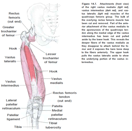 [하지] 10.대퇴사두근 (Quadriceps femoris group) : 네이버 블로그