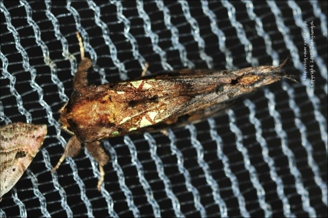 큰은무늬재주나방 Spatalia plusiotis (Oberthür, 1880) : 네이버 블로그