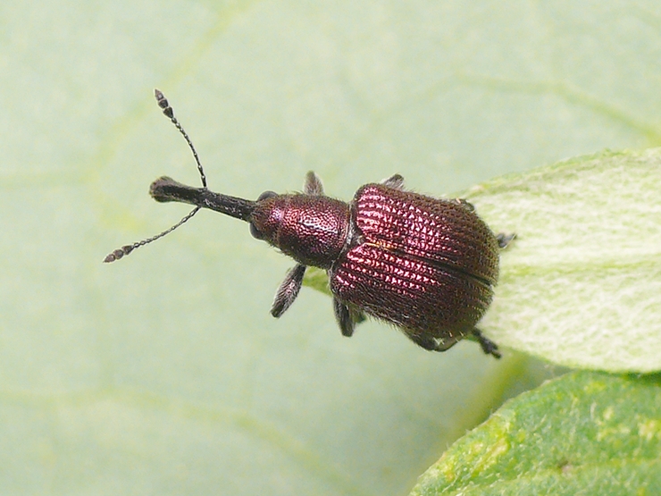 털거위벌레 : 네이버 블로그