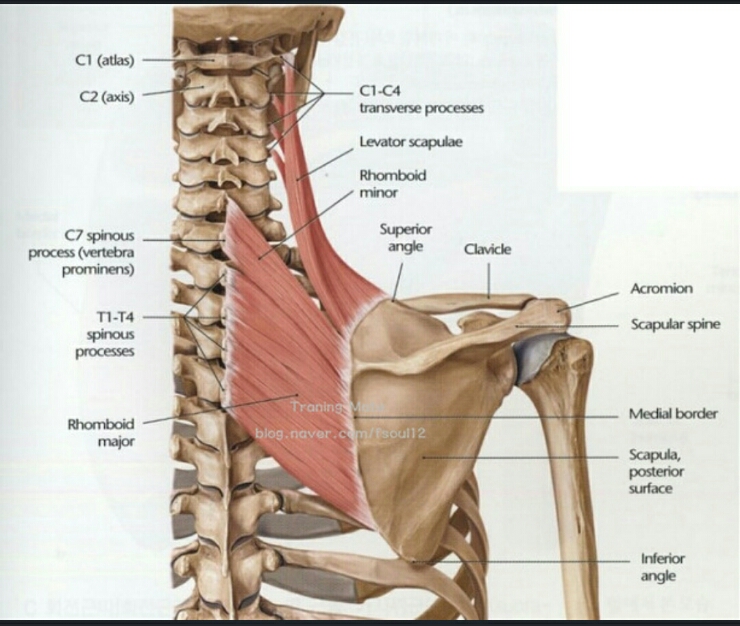 Rhomboids 능형근 편능형 장사방형 마른근 : 네이버 블로그