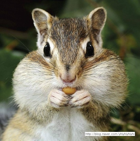 너무 귀여운 다람쥐! 귀여운 동물사진 보고 힐링하세요~ : 네이버 블로그