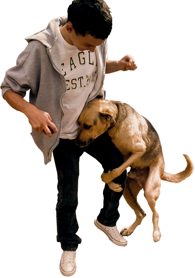 Dog to Human mounting 사람에게 마운팅하는 개 : 네이버 블로그
