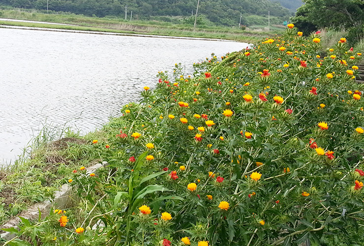 고지혈증에 좋은 음식 토종 홍화씨효능 홍화씨먹는법 홍화씨파는곳 알려드려요~ 네이버 블로그