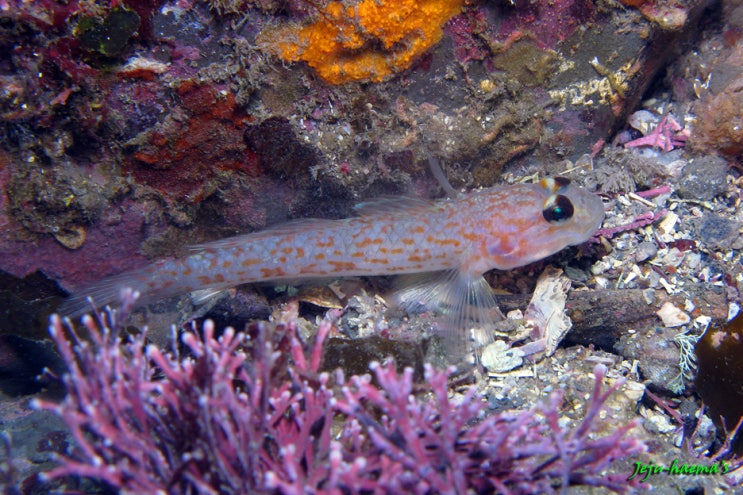 비단망둑. : 네이버 블로그
