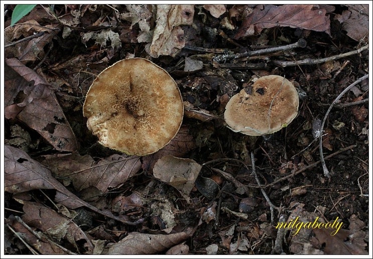 청변민그물버섯 Phylloporus bellus var. cyanescens : 네이버 블로그