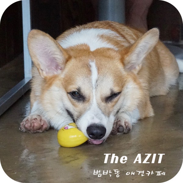 부천 범박동 애견카페 디아지트(The AZIT) - 비 오는 날 중기마루랑 데이트! : 네이버 블로그