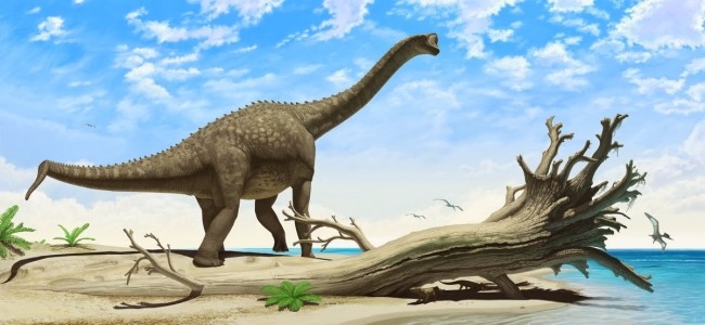 파딜라사우루스 레이바엔시스(Padillasaurus leivaensis) : 곤드와나대륙의 새로운 브라키오사우루스과 공룡 ...